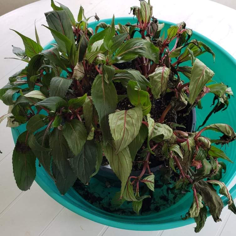 New Guinea Impatiens Root Rot Solutions