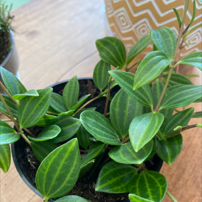 What Temperature Should My Radiator Plant Be Kept At?