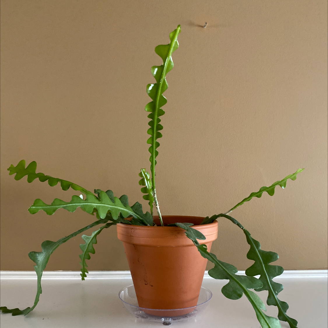 🐟 Propagating Your Fishbone Cactus: Step-by-step Guide