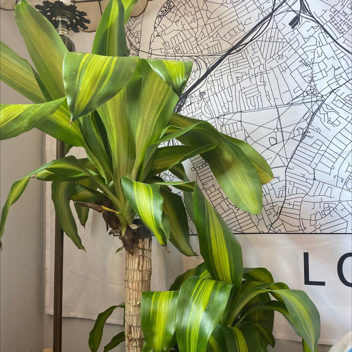 Propagating Dracaena Massangeana: Step-by-Step Guide