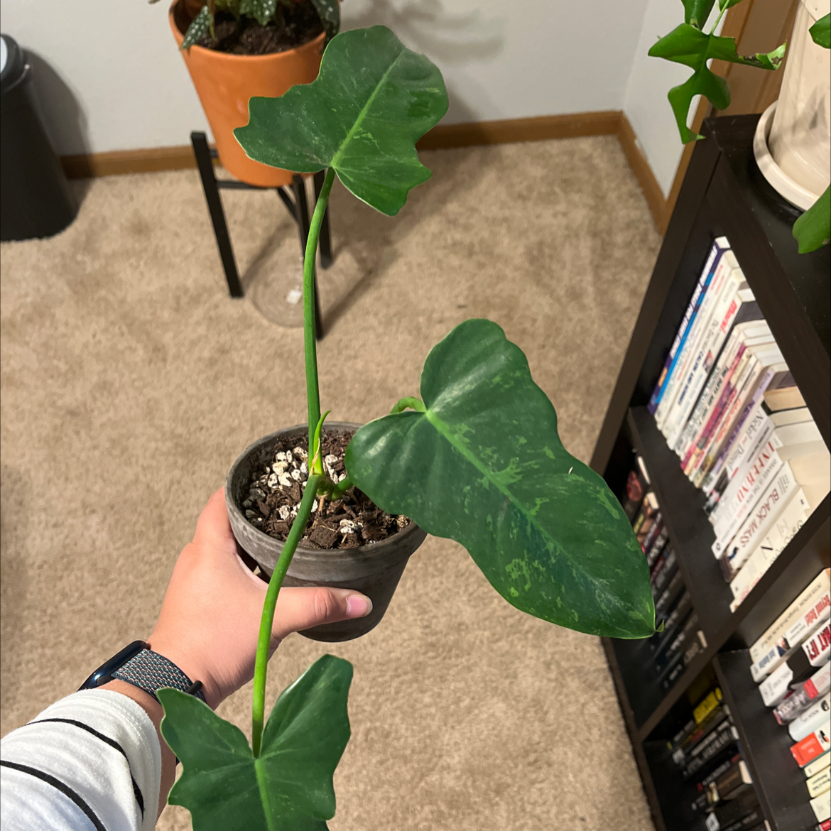 Why Are There Brown Spots on My Golden Dragon Philodendron?