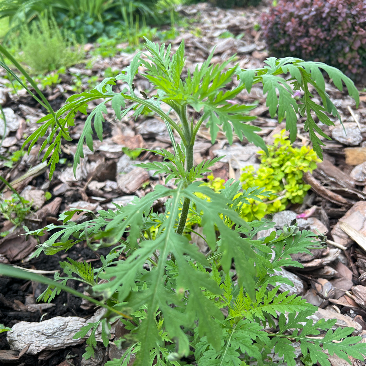 10 Advantages of Having a Annual Ragweed