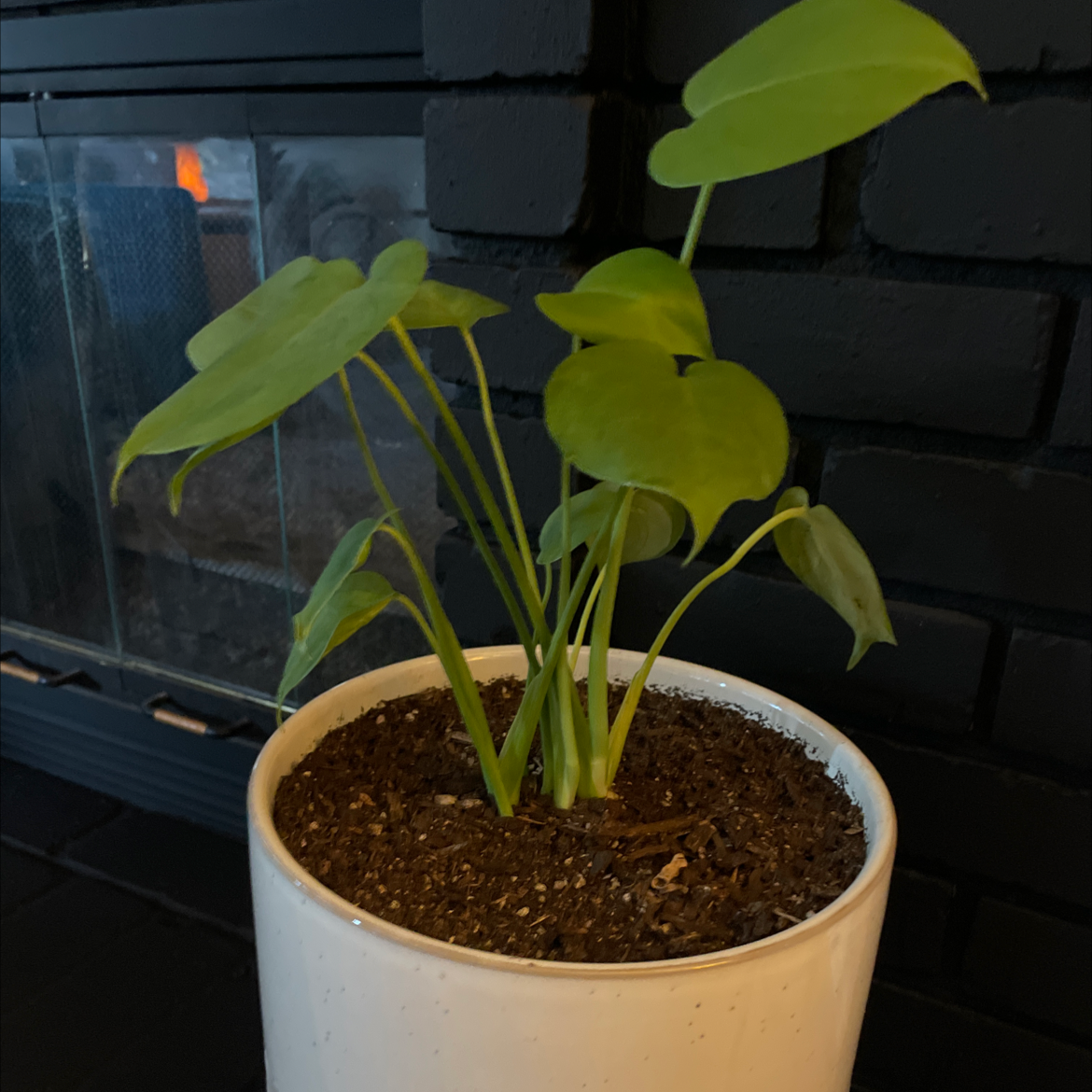 💧 Why Are My Dwarf Monstera Deliciosa Leaves Curling?