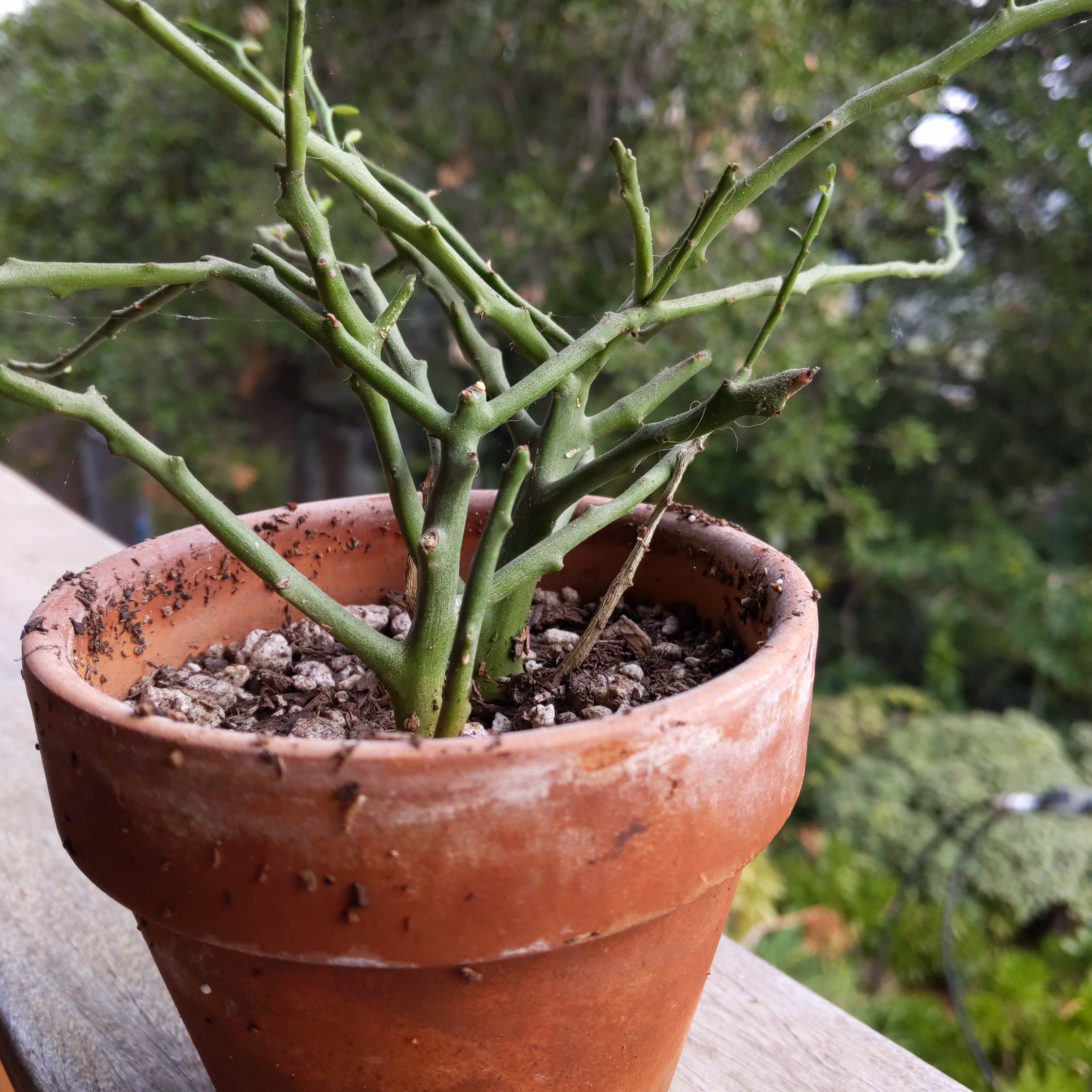 🌡 What Is A Good Temperature Range For My Hardy Orange?