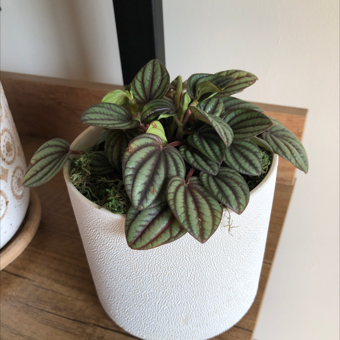 Piccolo banda - Ultimate Guide to Fertilizing