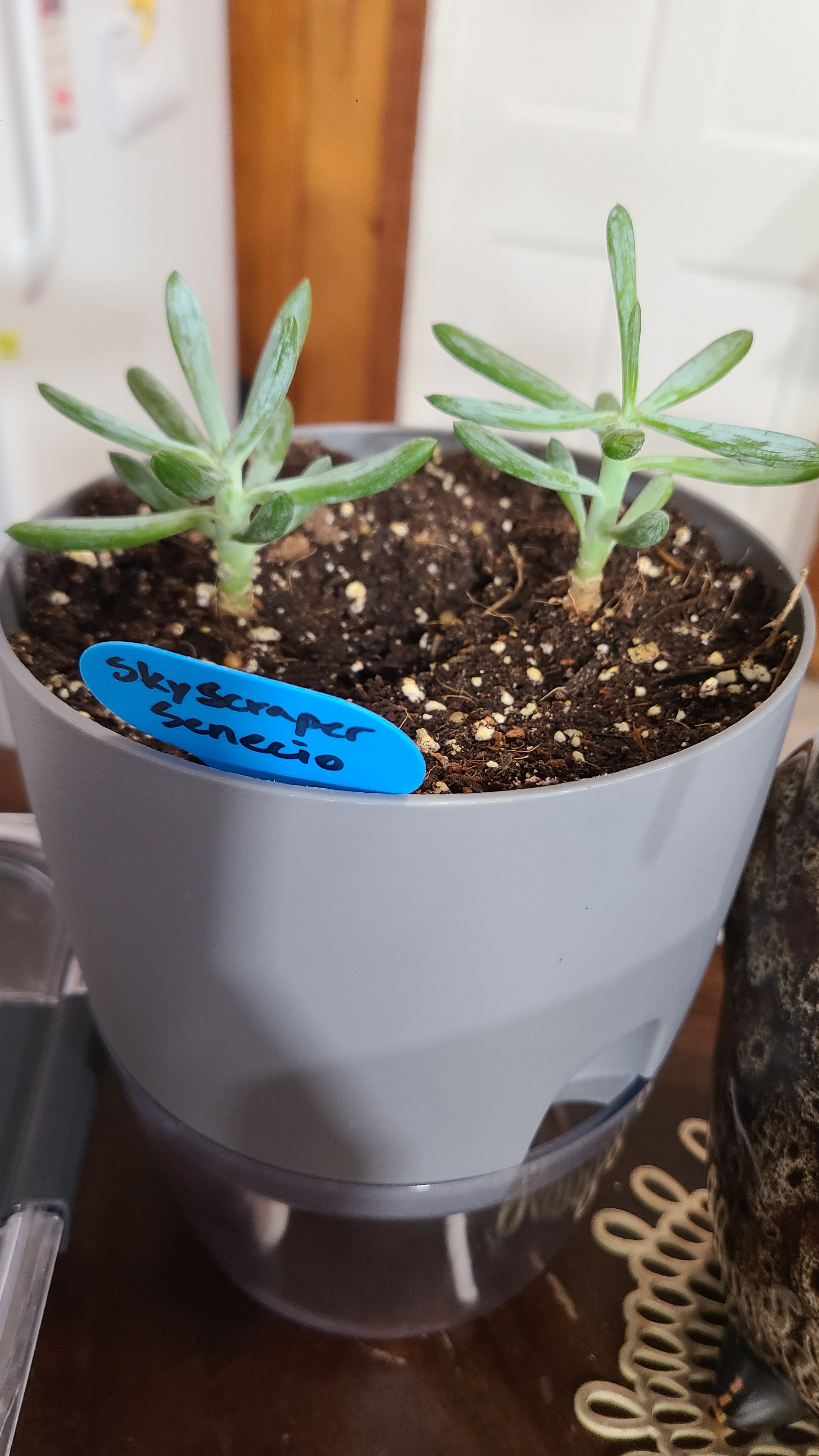 Black Spots on My Skyscraper Senecio Leaves