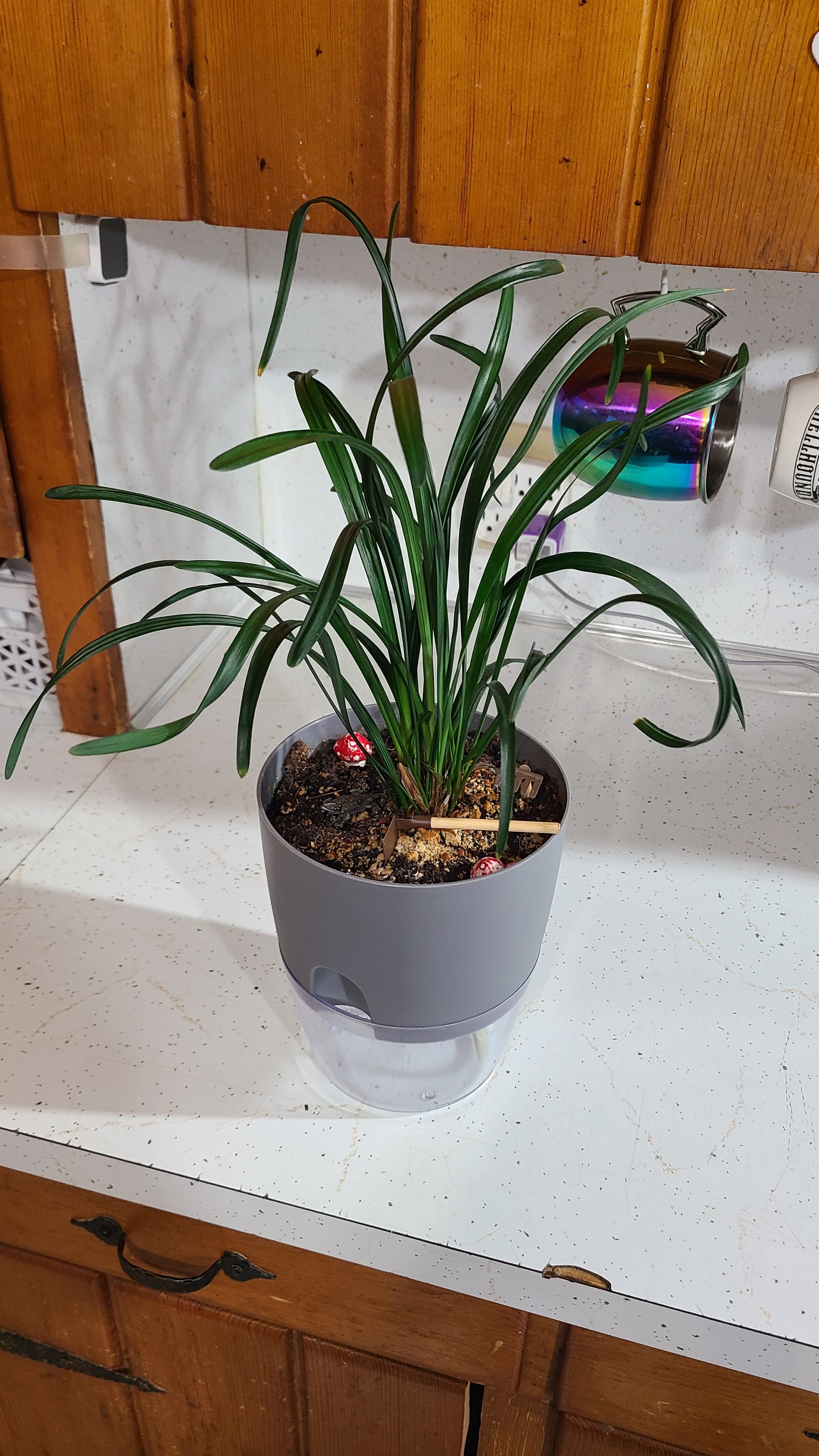 How to Care for Nutgrass: Mastering Water, Sunlight & More