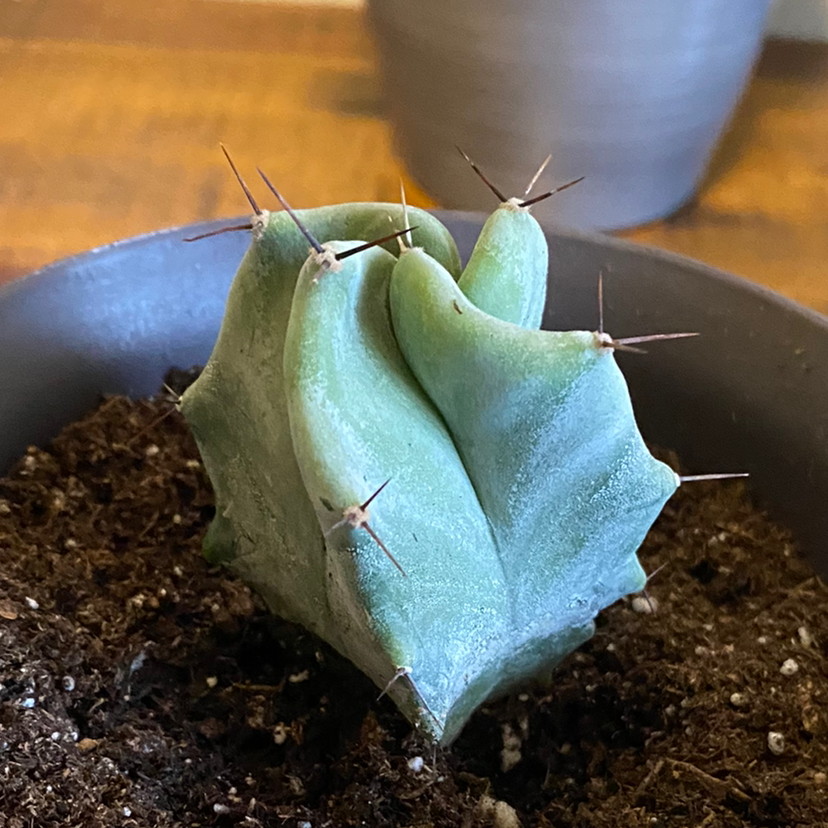 How to Propagate Your Blue Myrtle Cactus