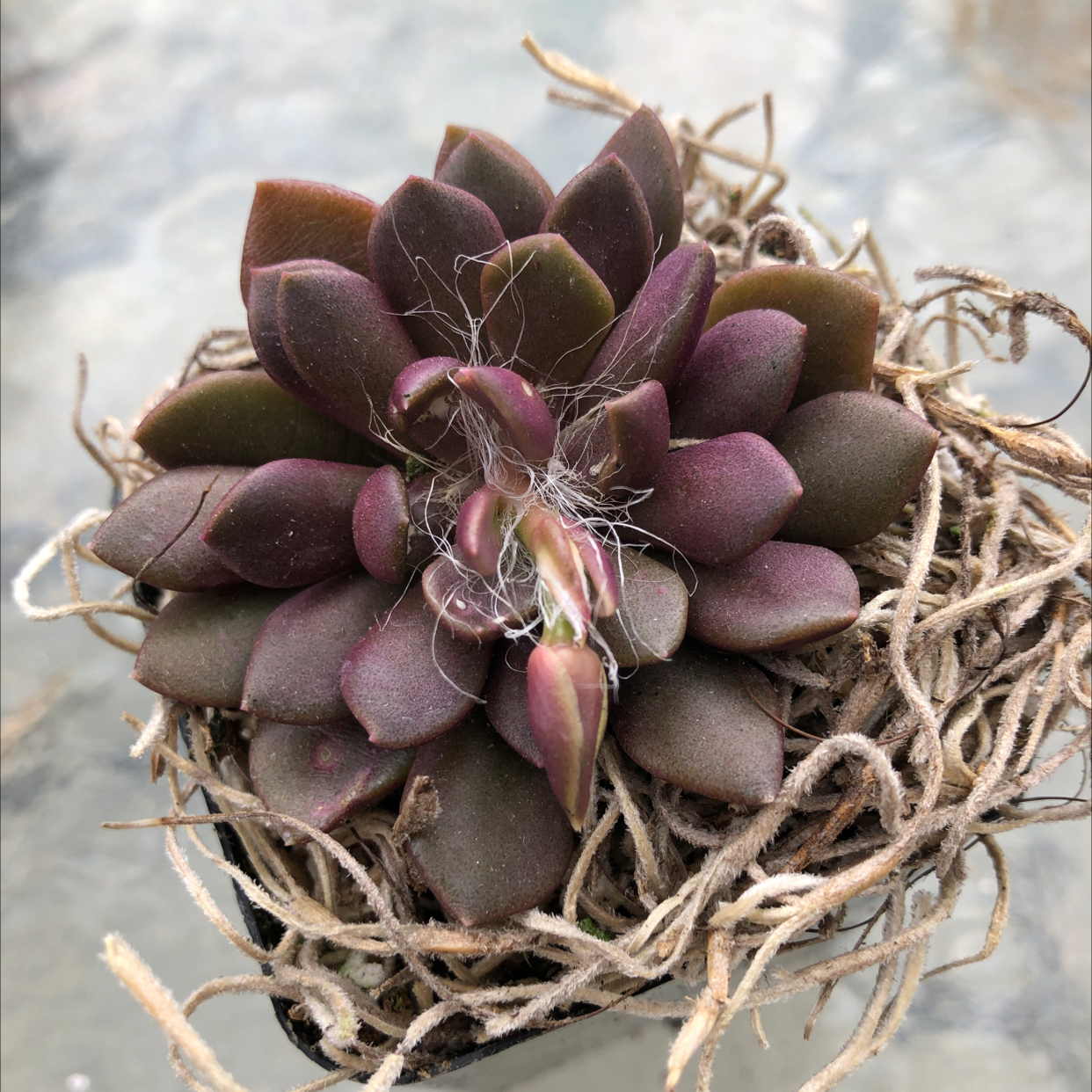 Propagating Sand Rose: Step-by-Step Guide