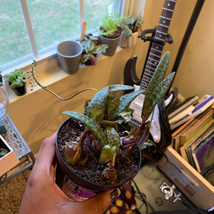 What Do Silver Squill Flowers Mean? ️