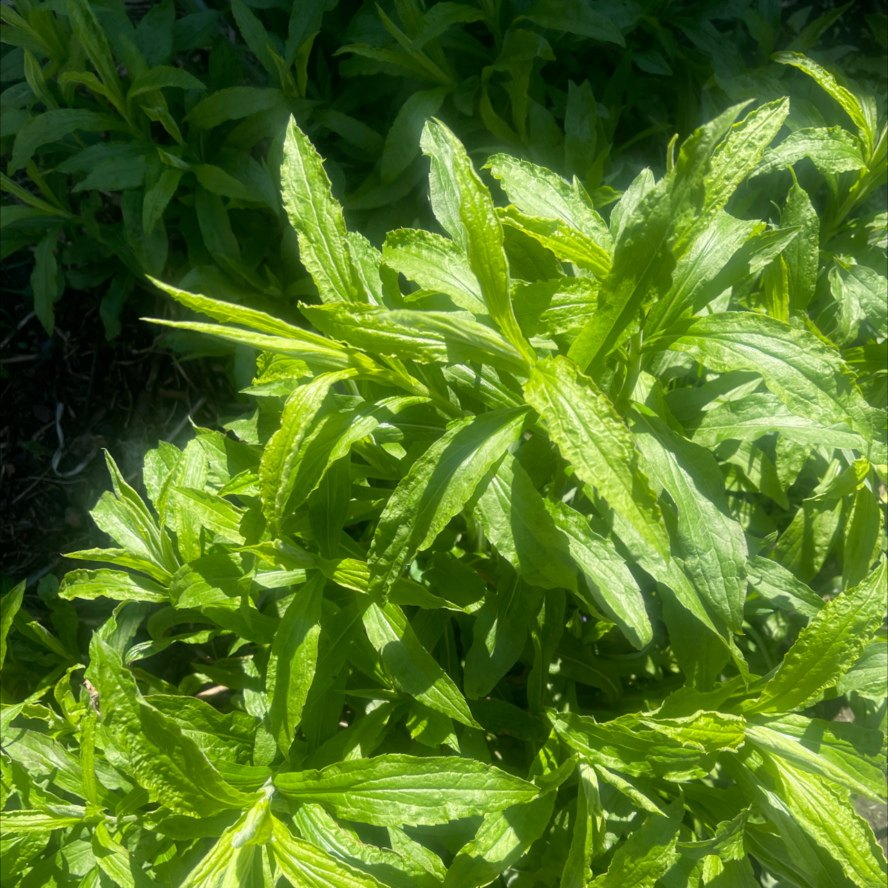 Propagating Annual Fleabane: Step-by-Step Guide