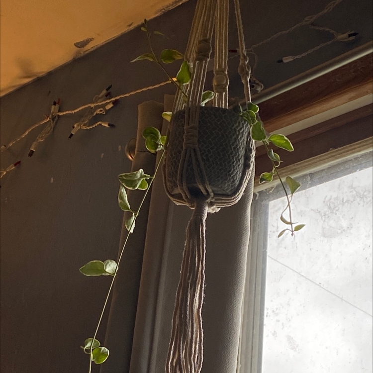 Symbolism and Benefits of the Variegated Vinca Vine