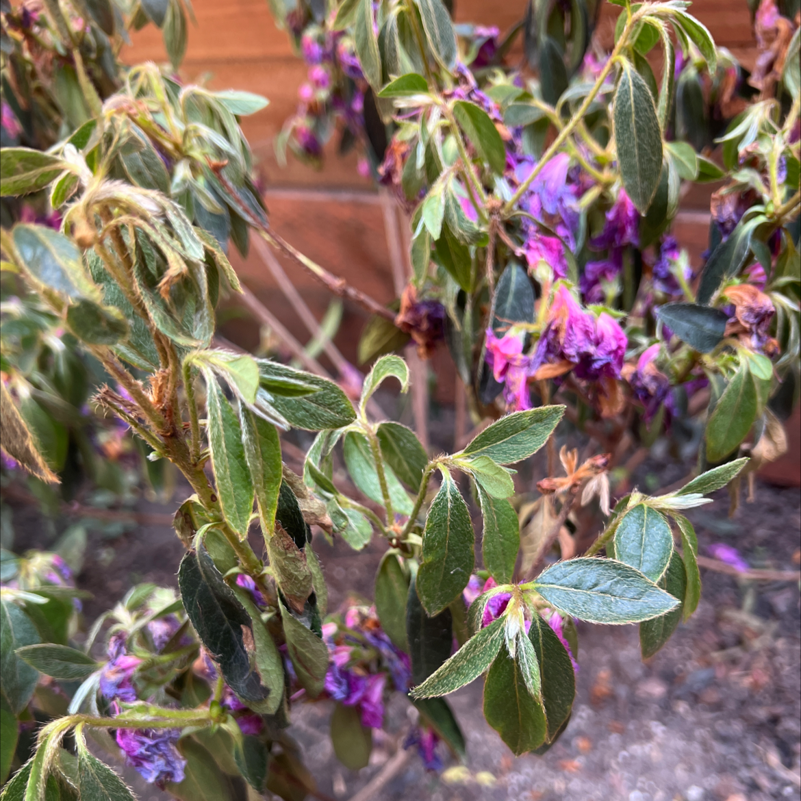 Why Are My Pink Azalea Leaves Mushy?