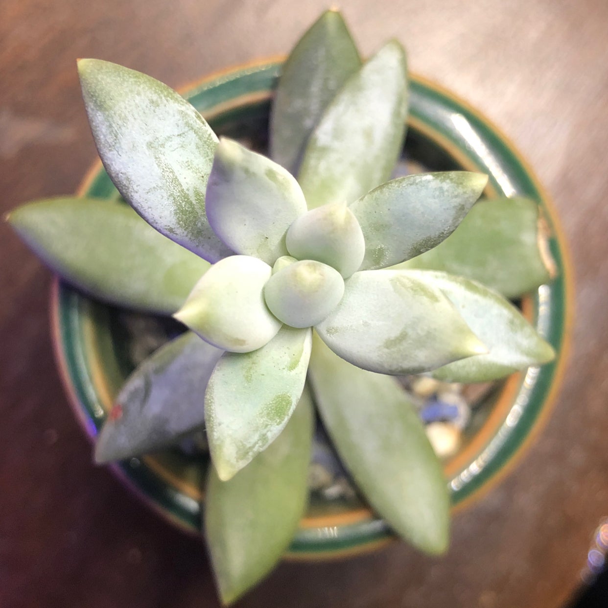 The Complete Pachyphytum 'Moon Silver' Plant Care Guide: Water, Light ...