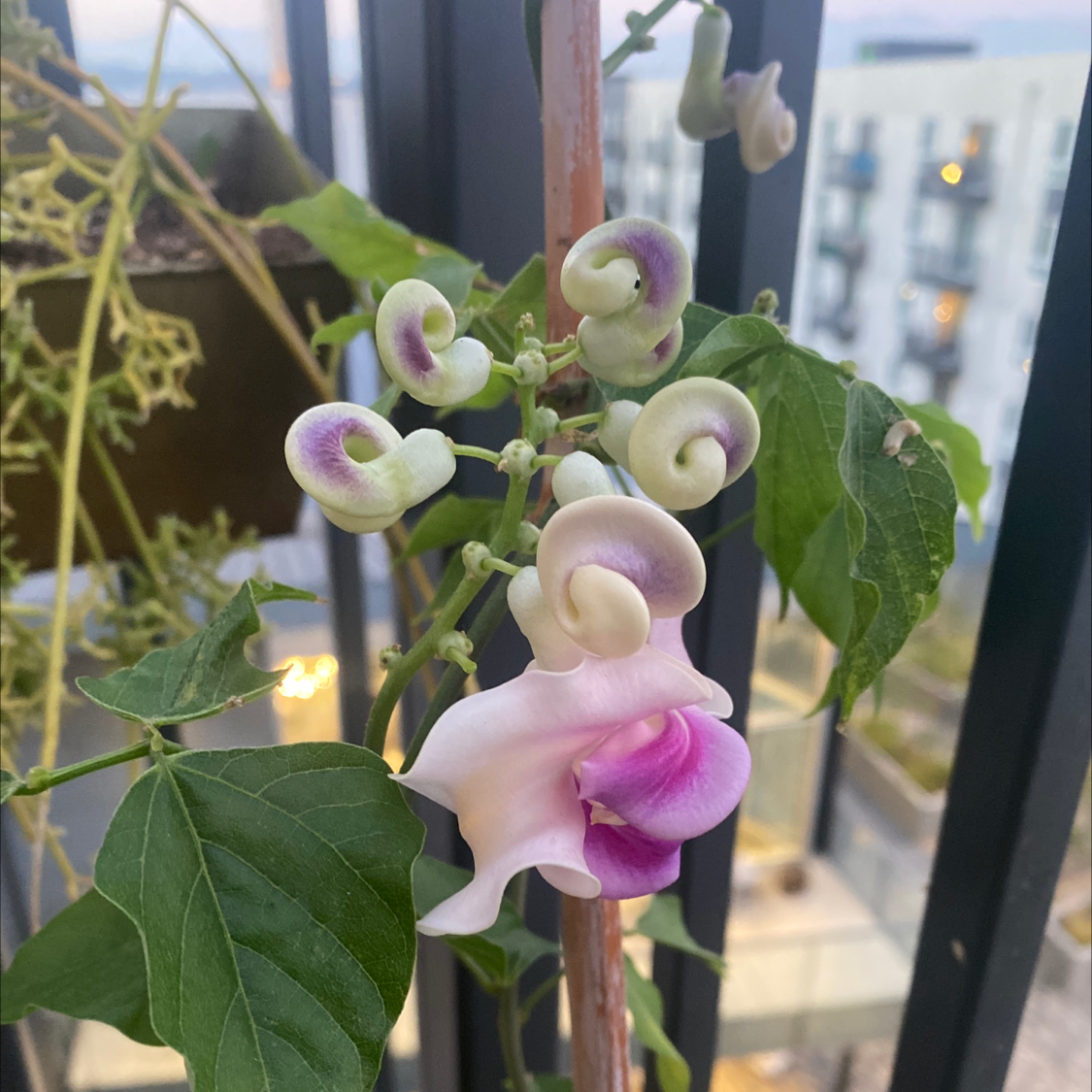 What Does It Mean When Common Bean Blooms?