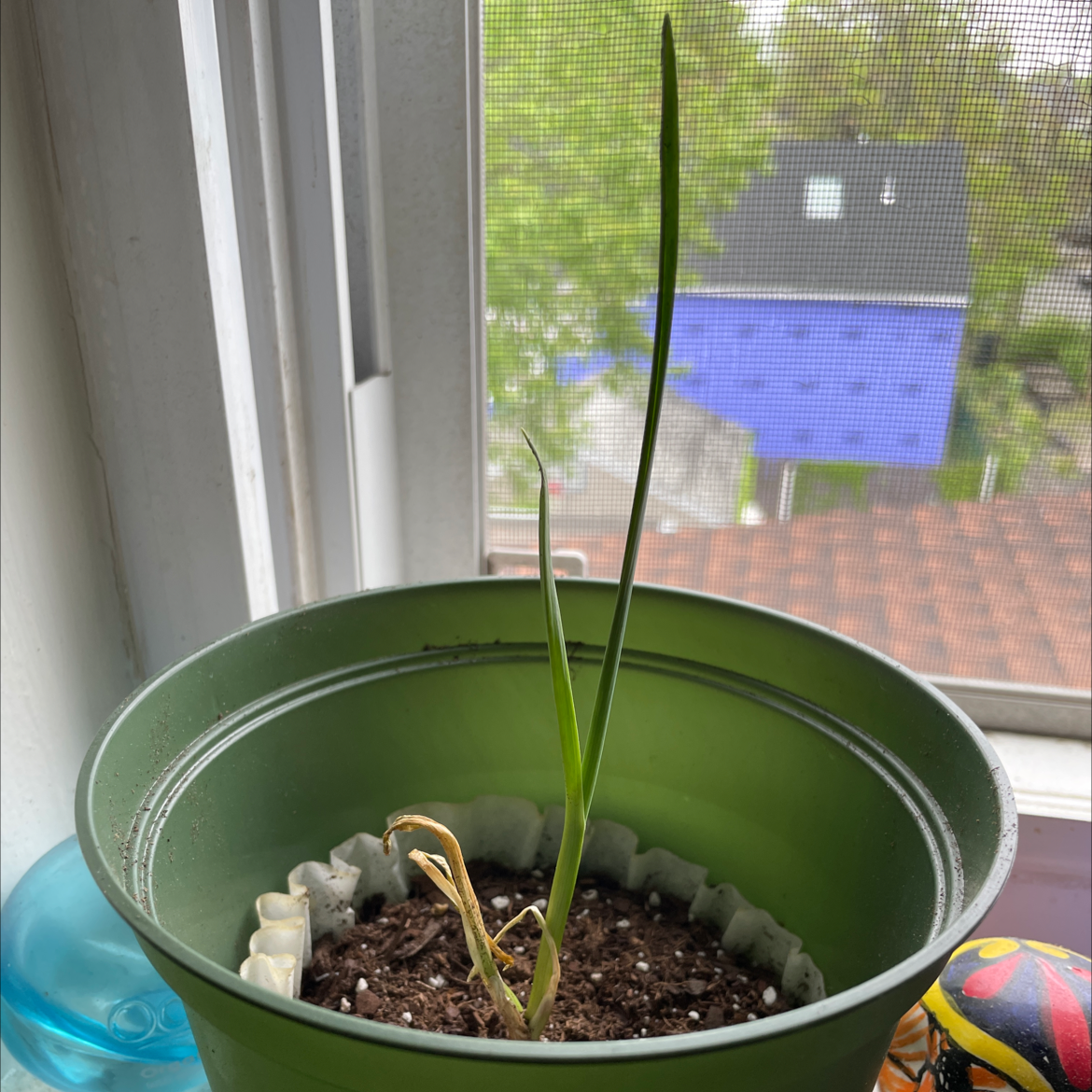 Propagating Your Garlic: Step-by-Step Guide