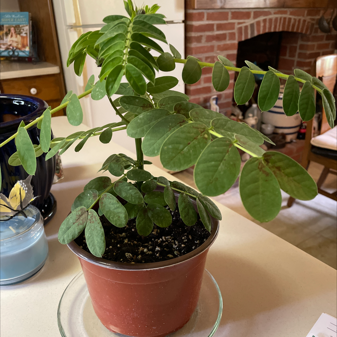 How Can You Tell If A Black Locust Is Dying?