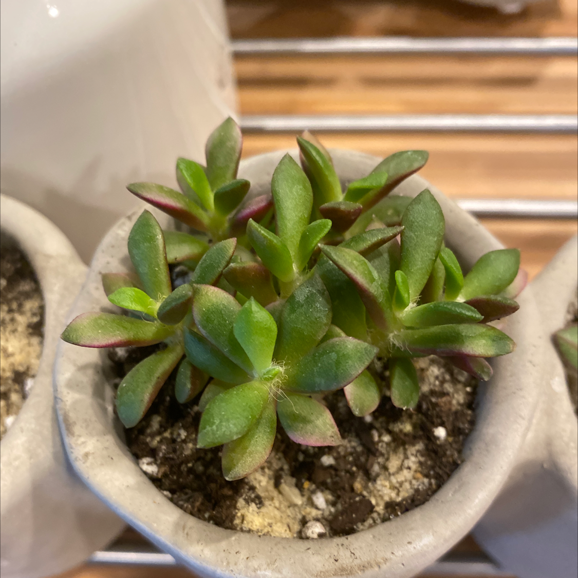 💧 Why Are My Sand Rose Leaves Droopy?