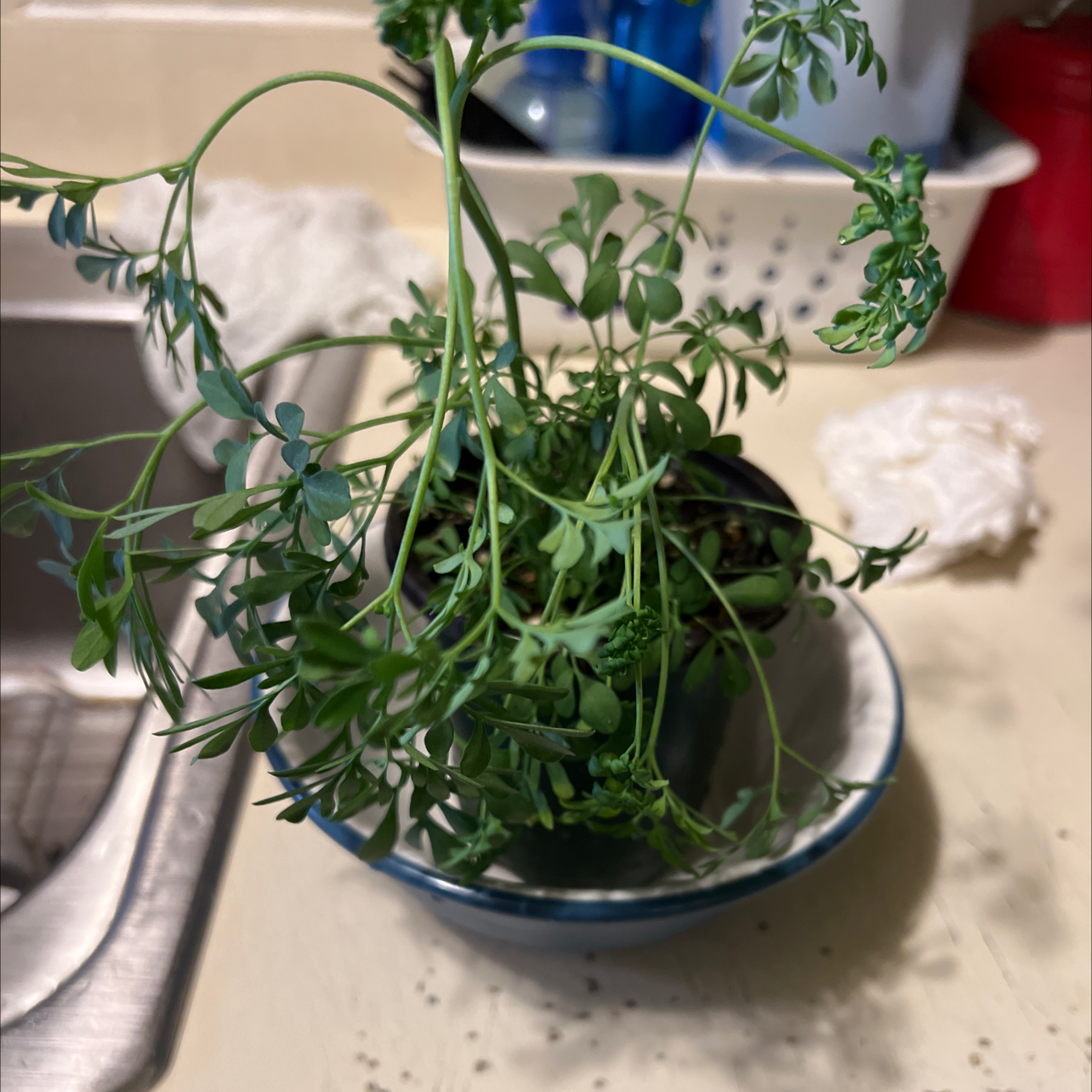 Black Spots on My Common Rue Leaves