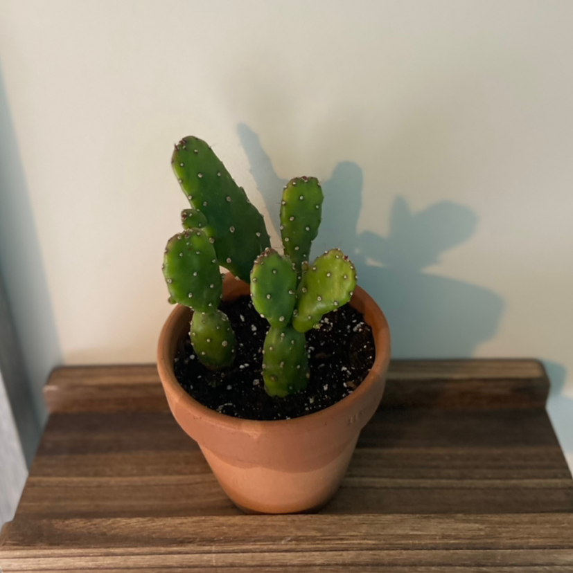 🌵 What Temperature Should My Drooping Prickly Pear Be Kept At?