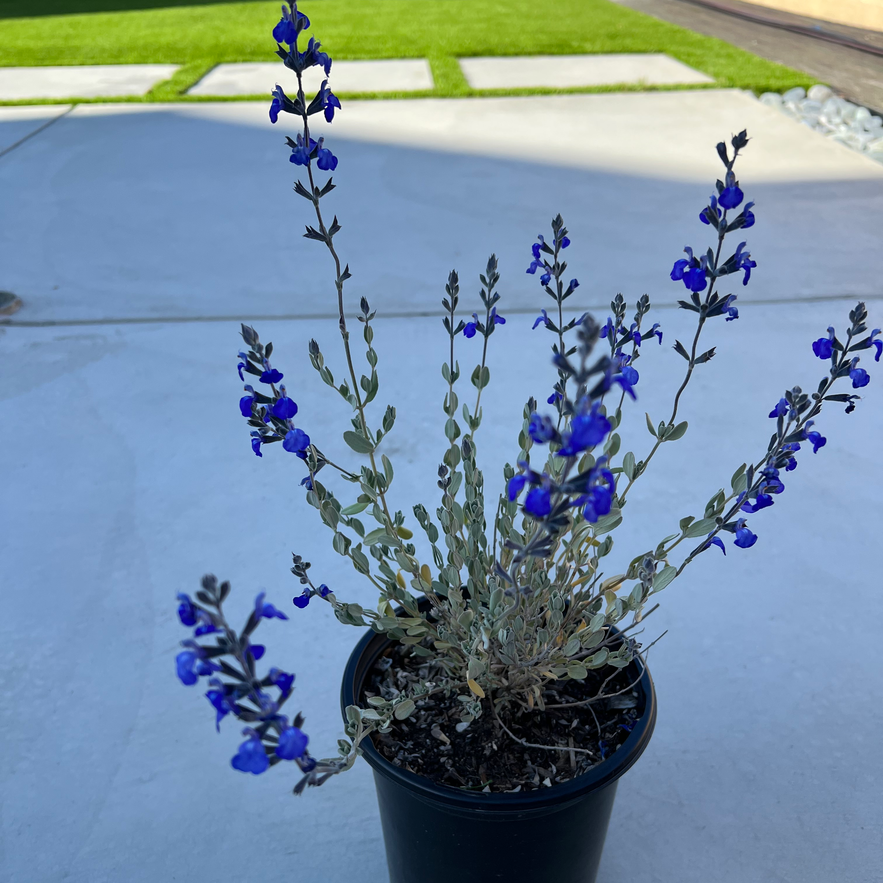 Why Are There Brown Spots on My Autumn Sage Leaves?