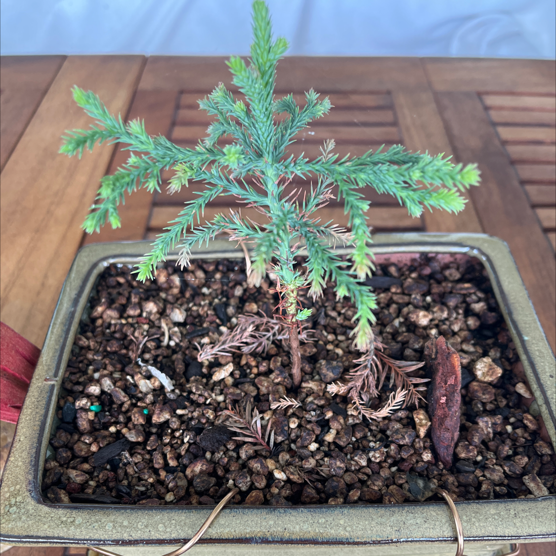 Why Are There Black Spots on My Coast Redwood Leaves?