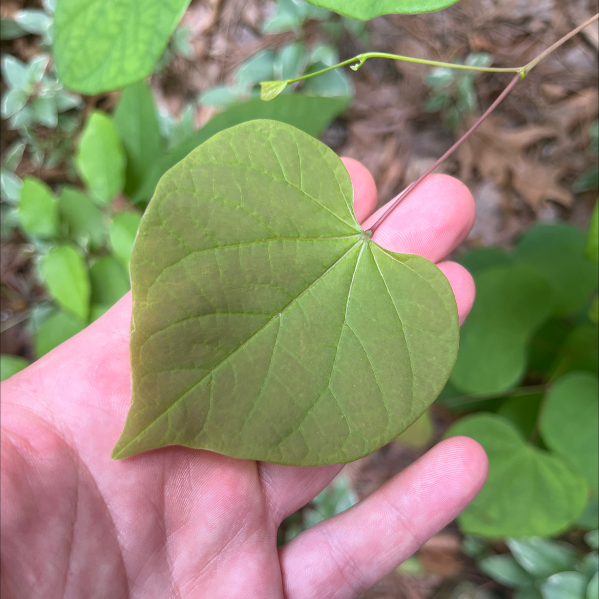 Why Are My Eastern Redbud Leaves Droopy?