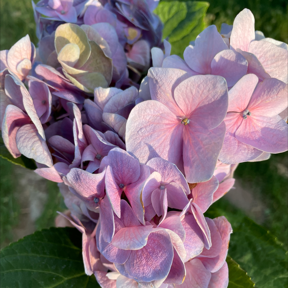 Why Are My French Hydrangea Leaves Curling?