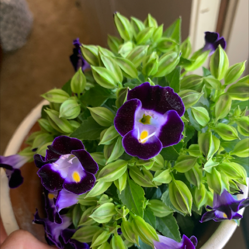 Why Are There Brown Spots on My Wishbone Flower?