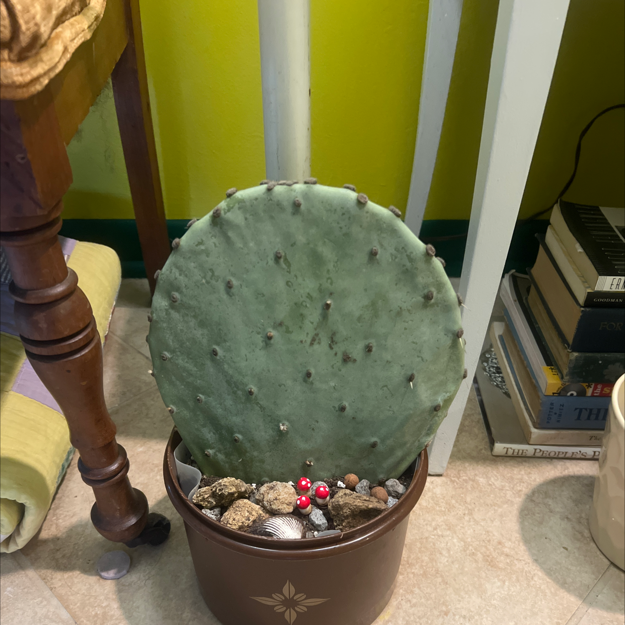 Why Does My Consolea macracantha Have Yellow Leaves?