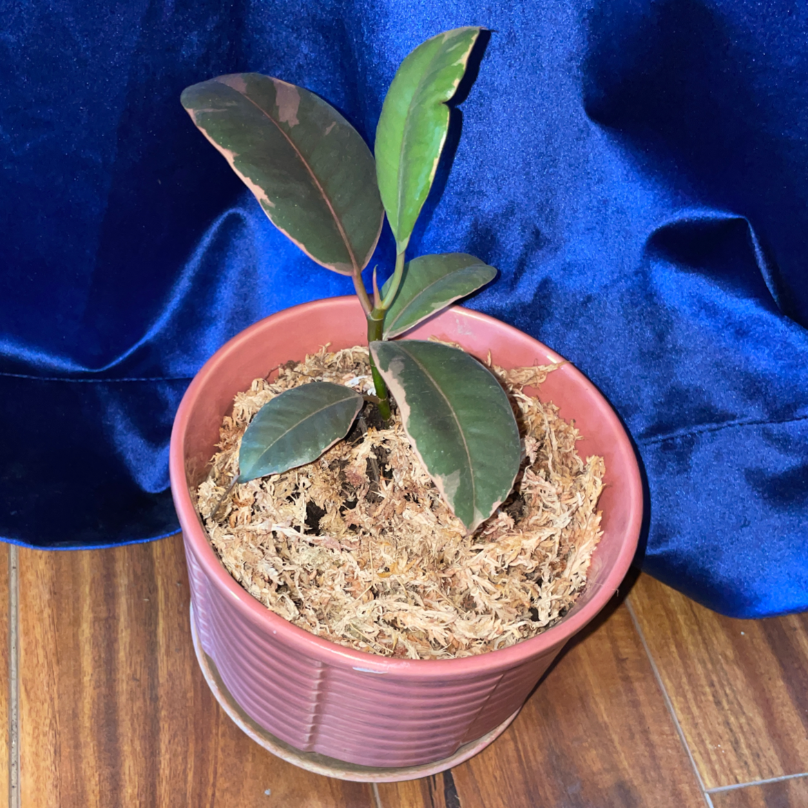 ficus 'ruby' root rot Solutions