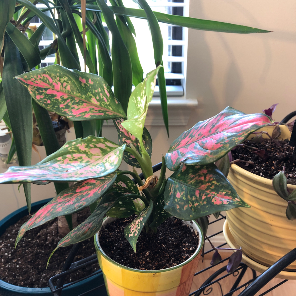 Aglaonema 'Pink Splash' Root Rot Solutions