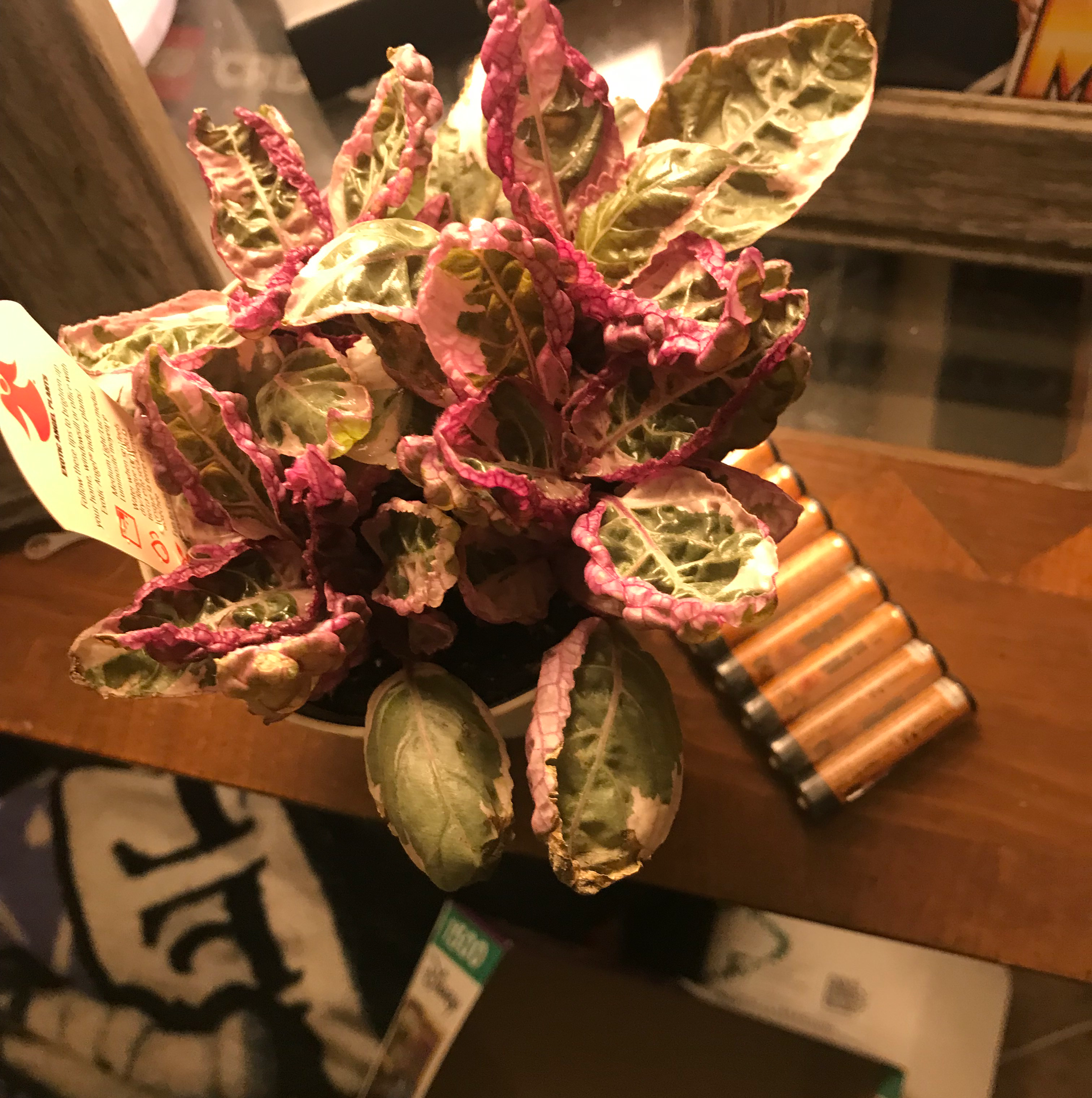 Why Are My Snow White Waffle Plant Leaves Droopy?