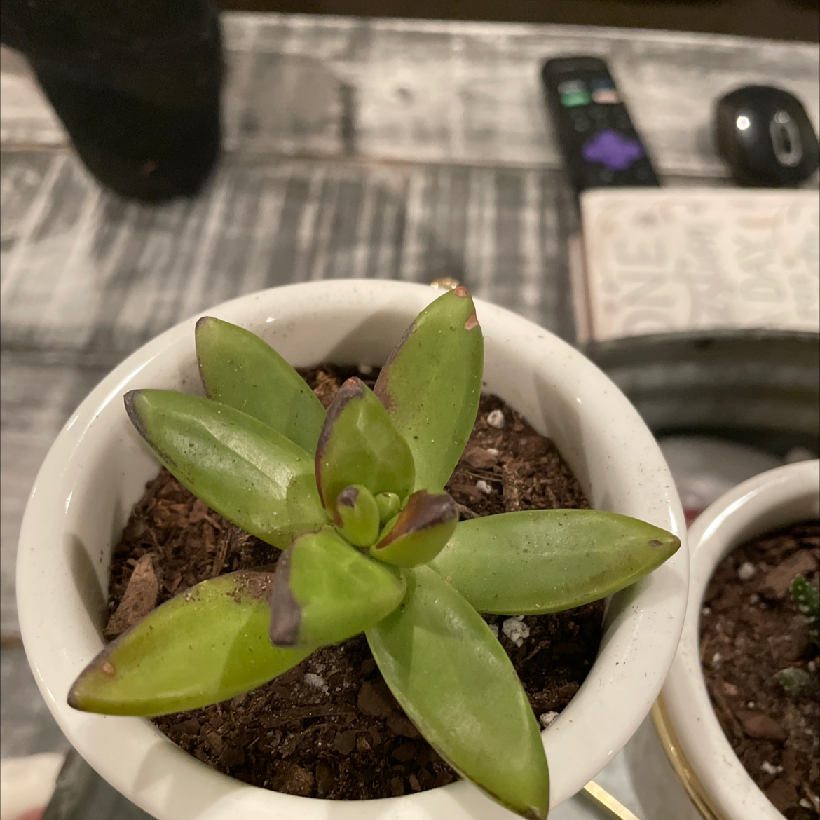 What To Do About Golden Sedum Root Rot 💧