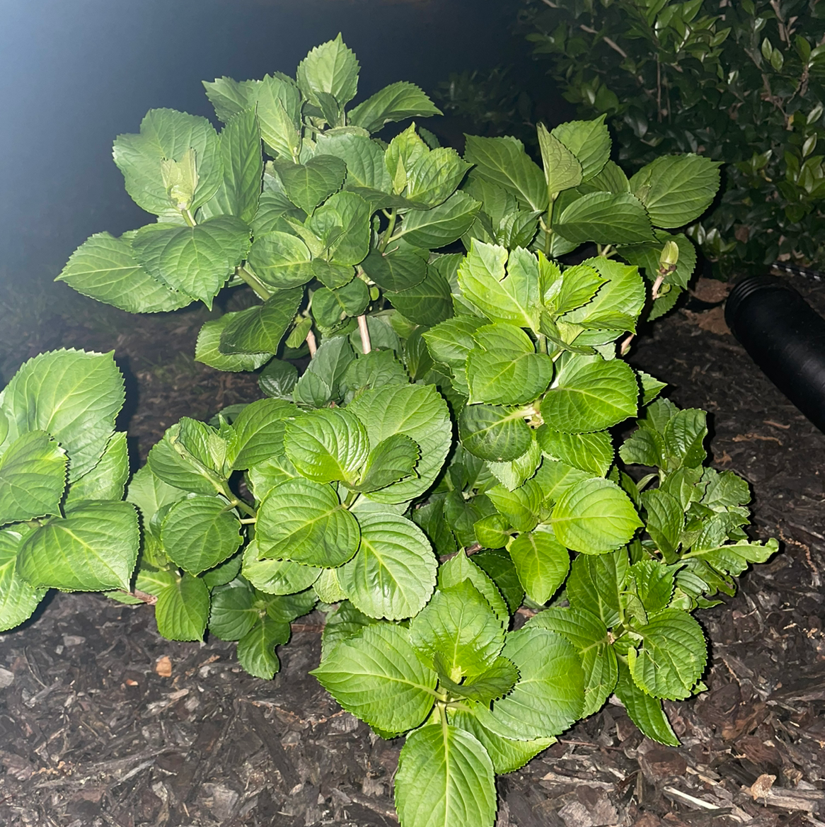 Best Soil for French Hydrangea