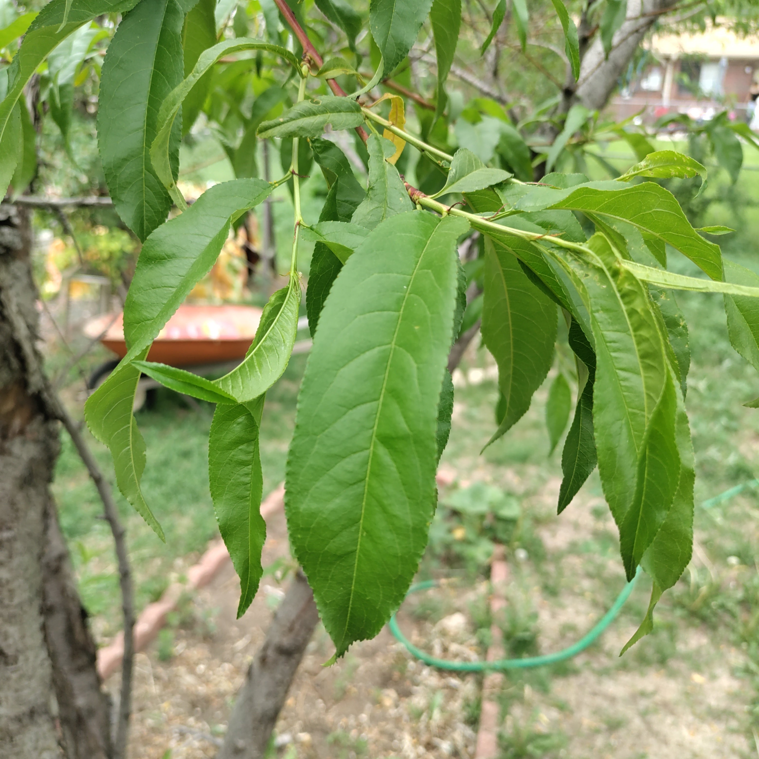Common Peach Tree Problems