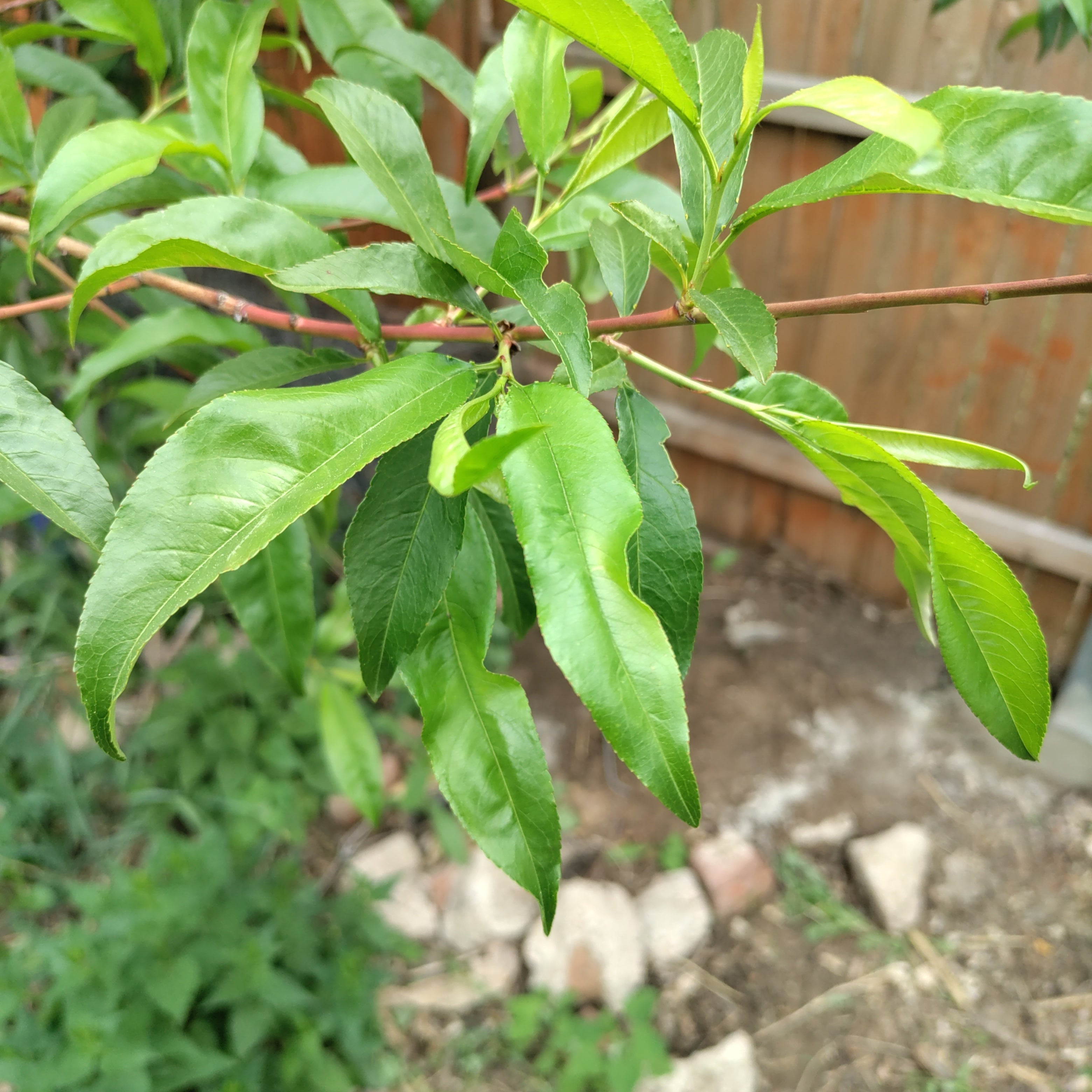 Black Spots on My Peach Tree Leaves