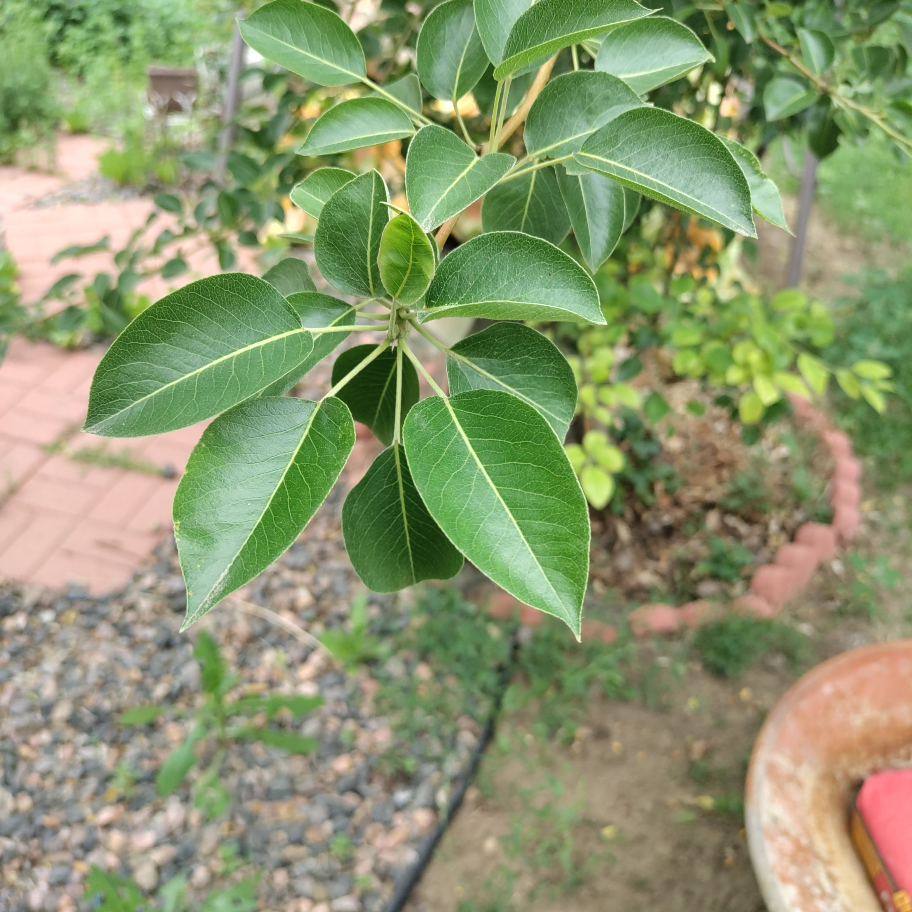 Propagating Pear: The Ultimate Guide