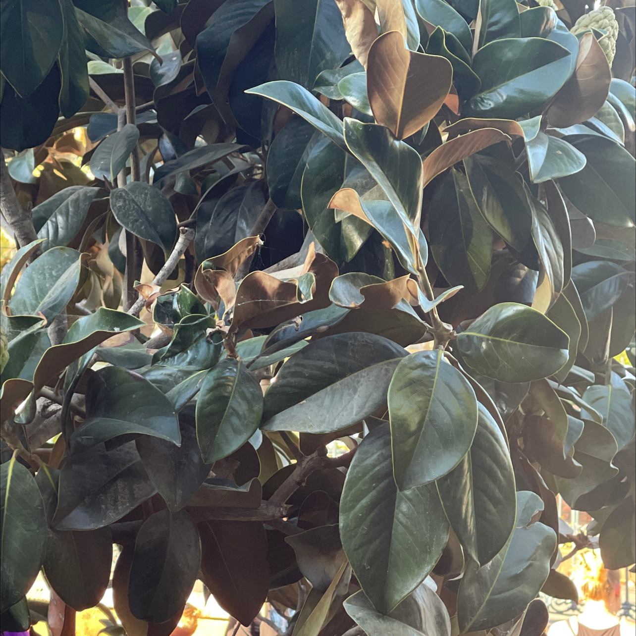 Diagnosing southern magnolia root rot