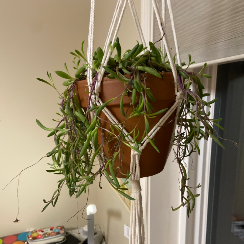 Why Are My String of Pickles Leaves Mushy?