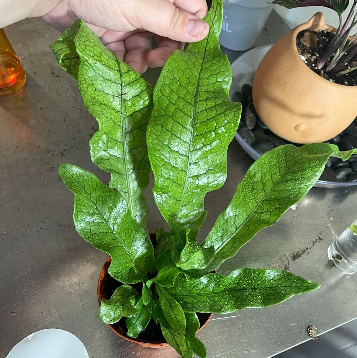 Propagating My Crocodile Fern: Step-by-Step Guide