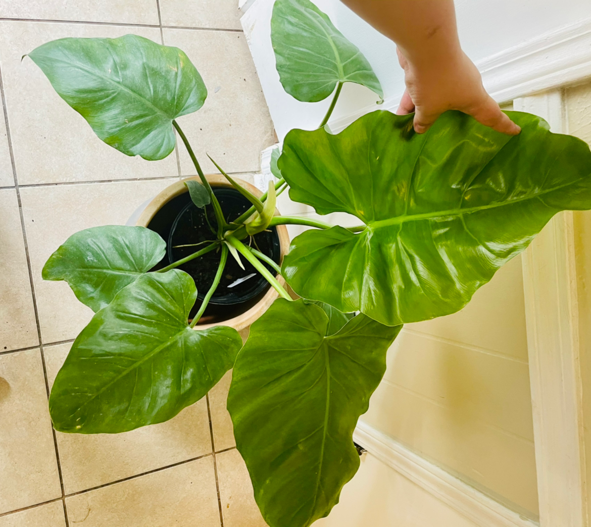 🐘 When and Where Should I Trim My Elephant Ear Philodendron?