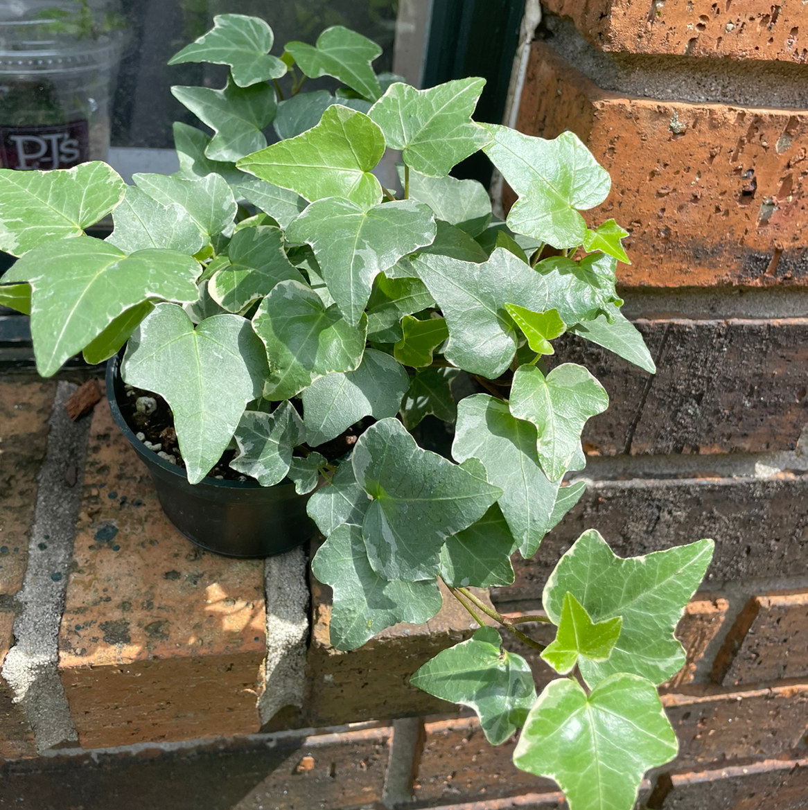 Propagating Variegated English Ivy: The Ultimate Guide