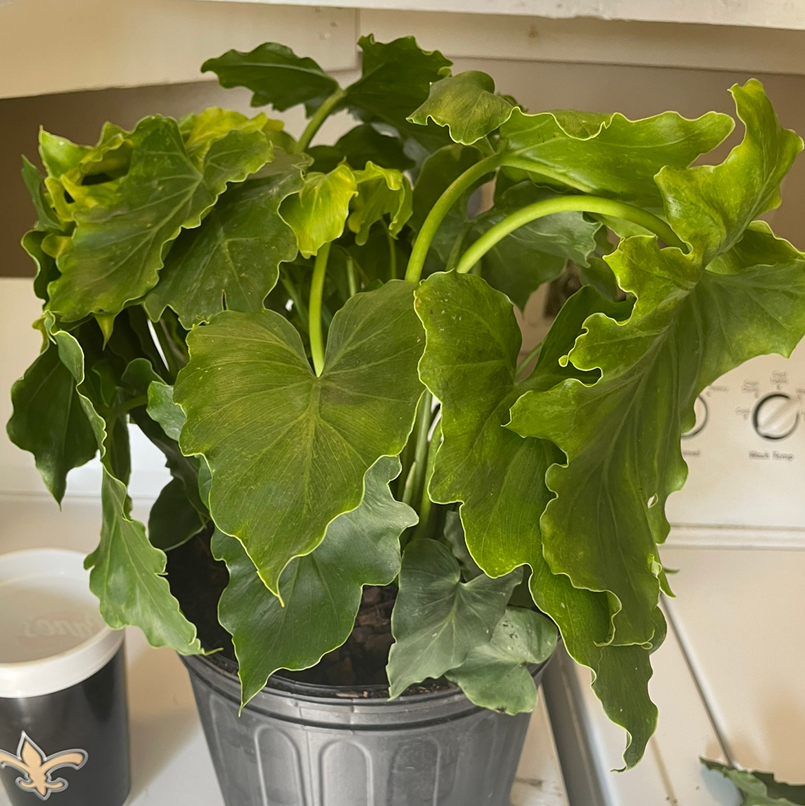 💧 Why Are My Philodendron 'Hope' Leaves Mushy?