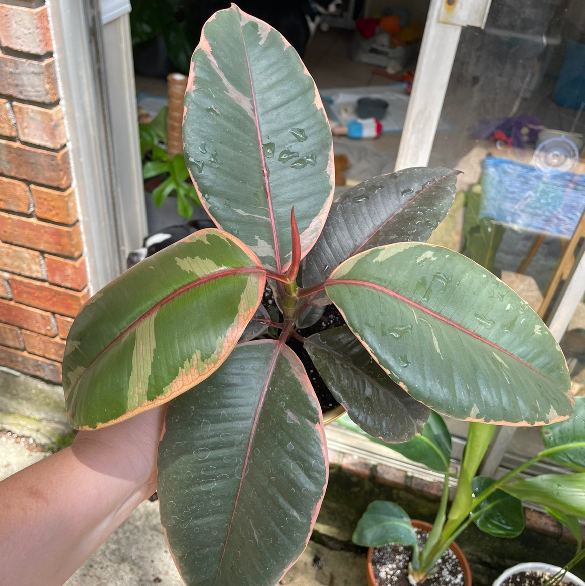 What Are The Bugs on My Ficus 'Ruby'? 🐛