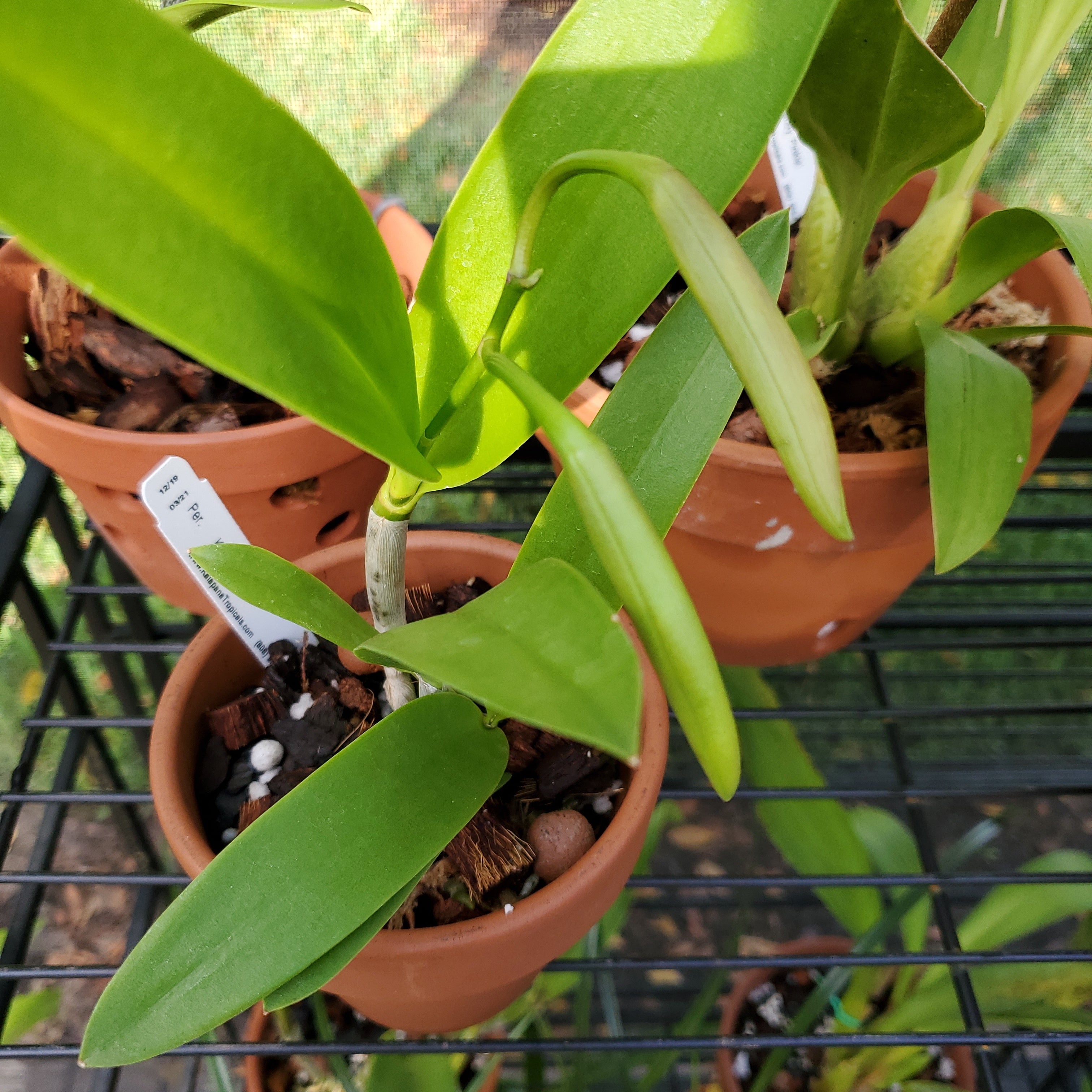 Personalized Procatavola Key Lime Stars Care: Water, Light, Nutrients ...