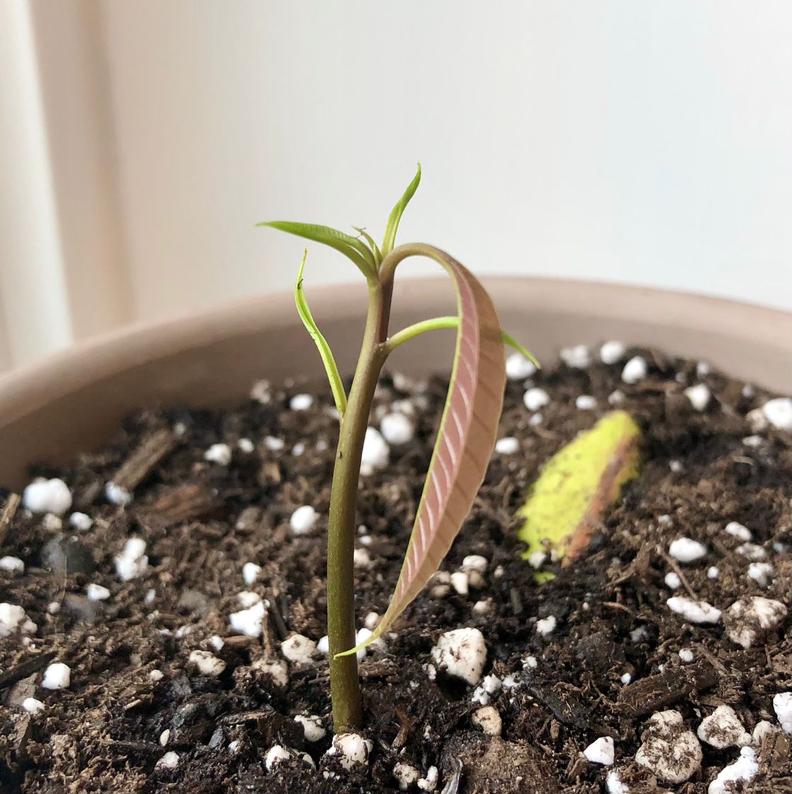 Why Does My Mango Have Yellow Leaves? 🍂