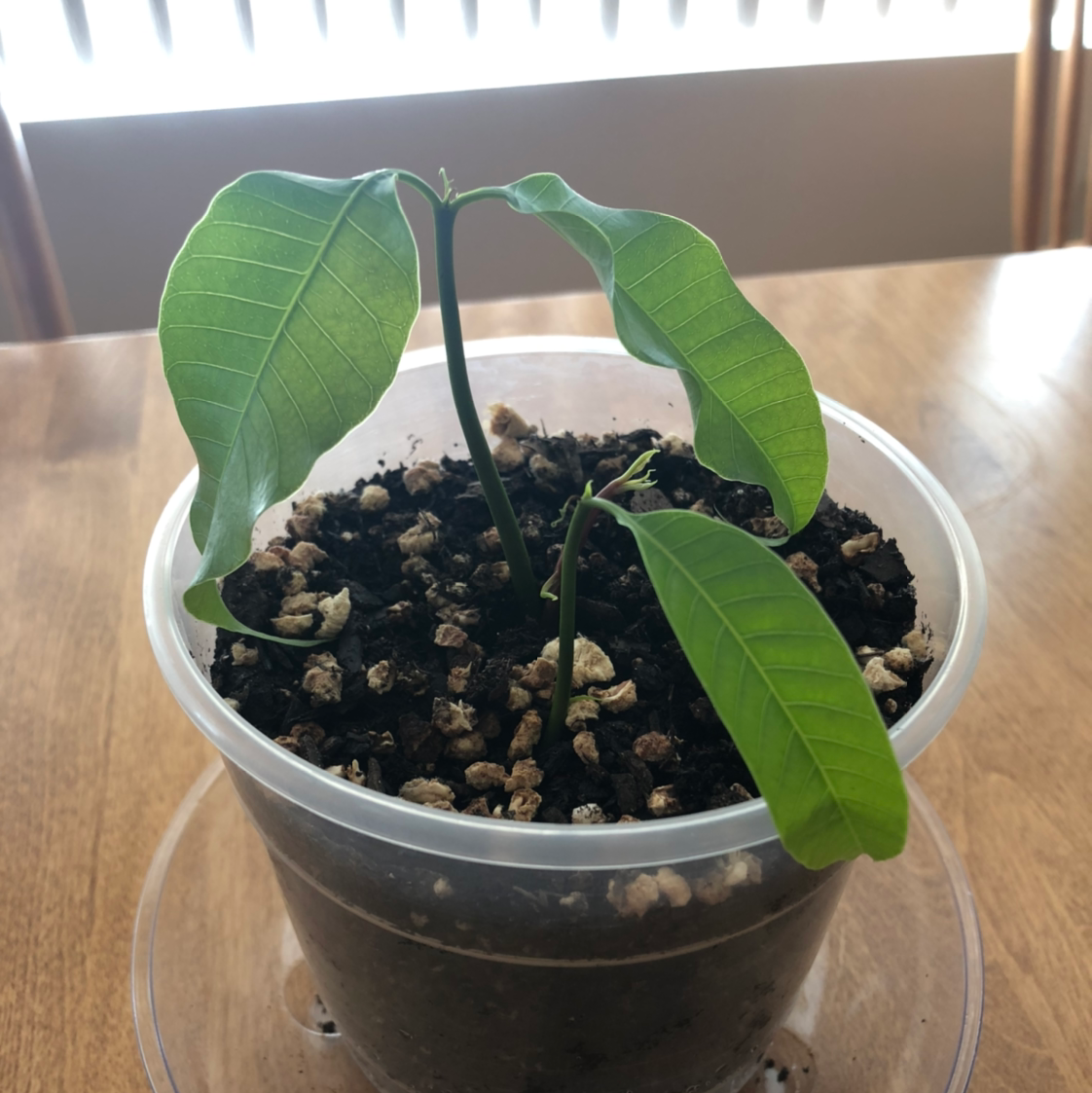 Diagnosing mango root rot