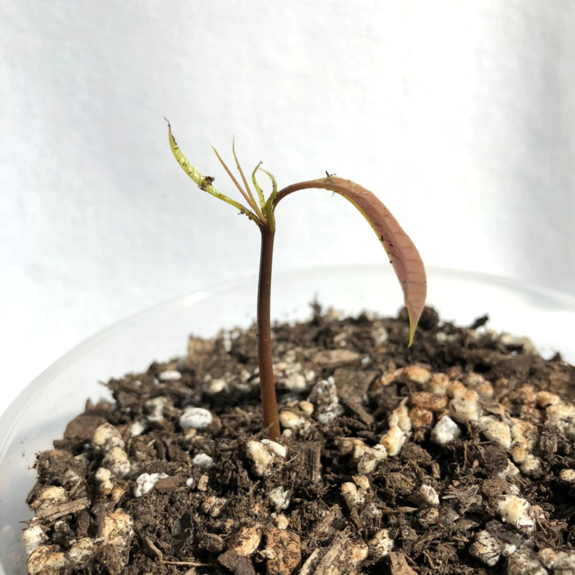 🥭 Why Are My Mango Leaves Mushy?