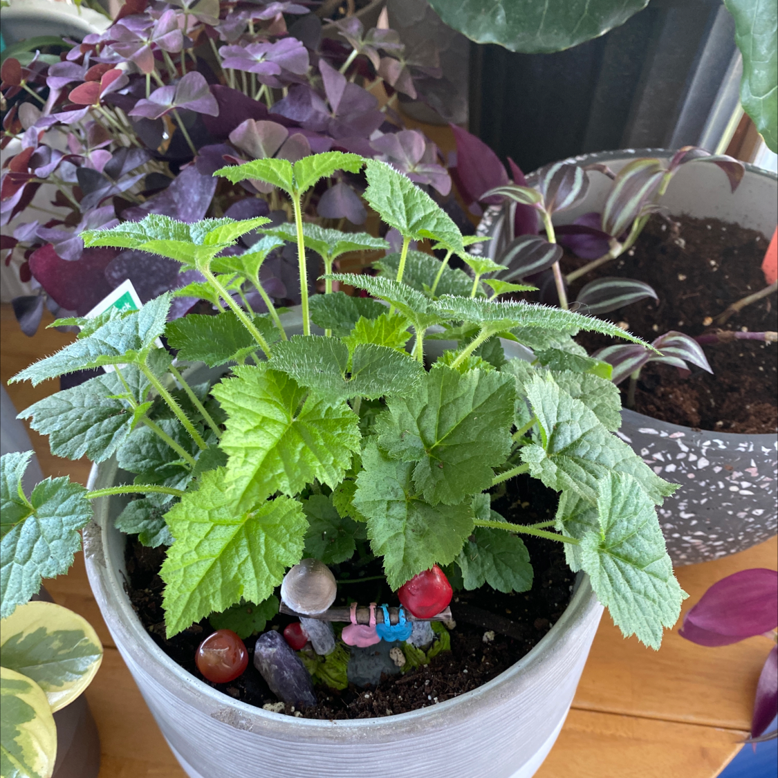 How to Know When to Repot a Piggyback Plant?